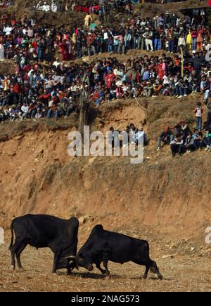 People watch the bulls during the annual El Pilon bull run in Falces ...