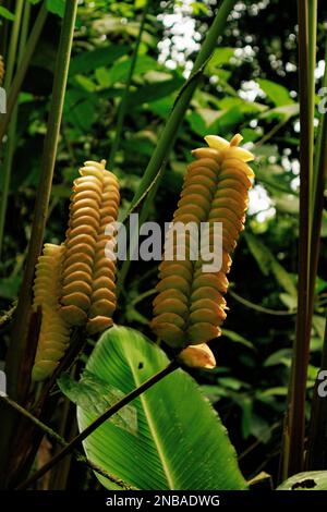 Calathea crotaliferaknown comme berijao est une plante indigène à l ...