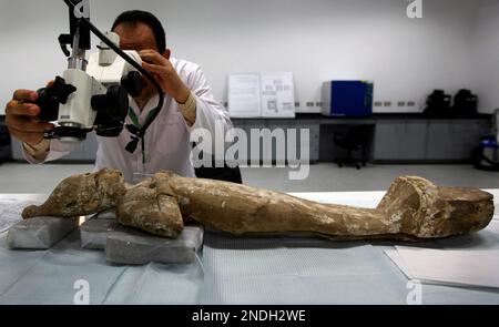 An Egyptian archeological technician works at a pharonic falcon mummy ...
