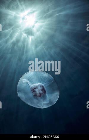 Méduse de lune (Aurelia aurita) et le soleil Photo Stock - Alamy