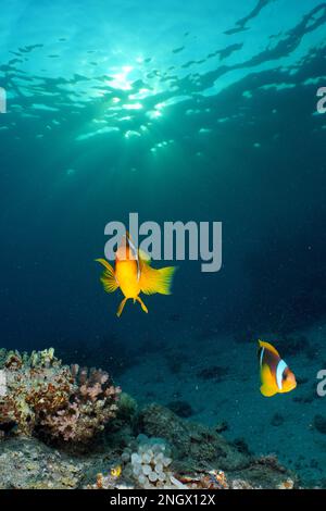 Paire de poissons-clowns rouges (Amphiprion bicinctus) dans la lumière ...
