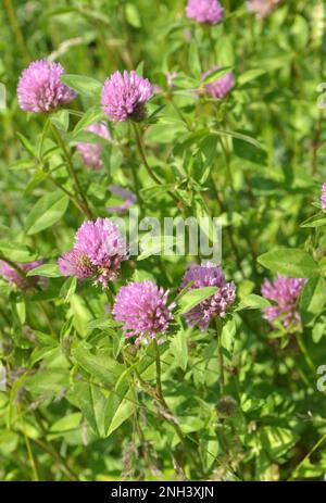 Le trèfle (Trifolium pratense) pousse dans le pré parmi les graminées sauvages Photo Stock - Alamy