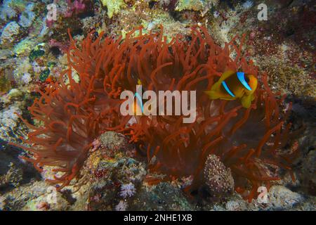 Paire de poissons-clowns rouges (Amphiprion bicinctus) dans la lumière ...