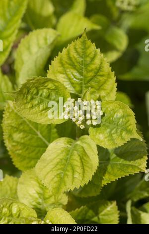 Chlorose causée par une carence en fer sur les feuilles d'une plante ...