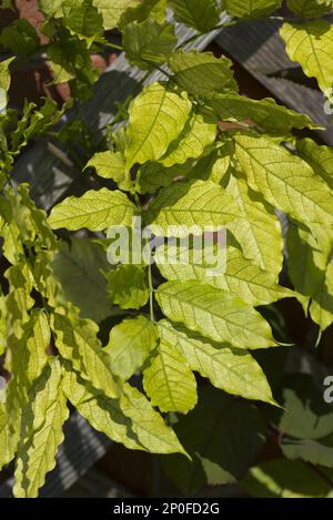 Chlorose causée par une carence en fer sur les feuilles d'une plante ...