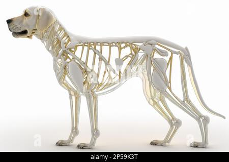 Anatomie en rendu 3d illustration de l'anatomie du squelette de chien ...