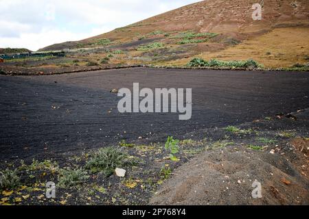 Champ couvert de cendres de picon volcaniques pour retenir l'humidité ...