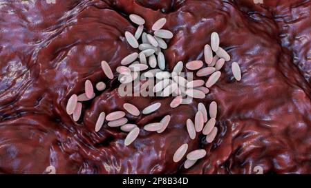 Bactérie de la peste (Yersinia pestis), illustration informatique. Y ...