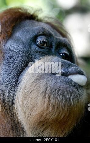 Singapore's oldest orangutan living in captivity, Ah Meng, is seen ...