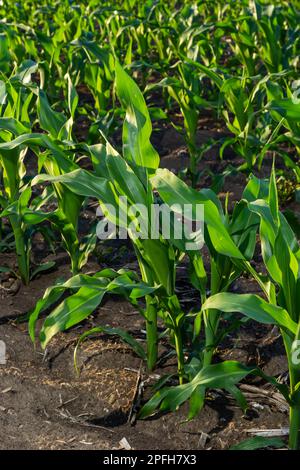 Jeunes semis de blé vert poussant dans un champ de sol. Gros plan sur l ...