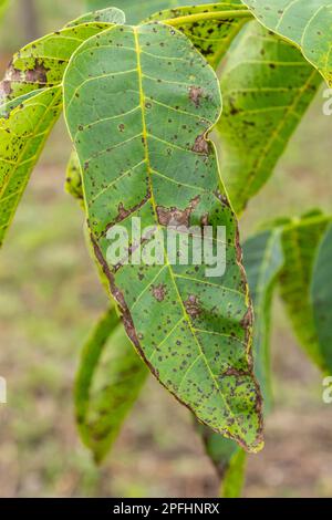 Anthracnose de noyer ou tache noire de noyer - Gnomonia, Ophiognomonia ...