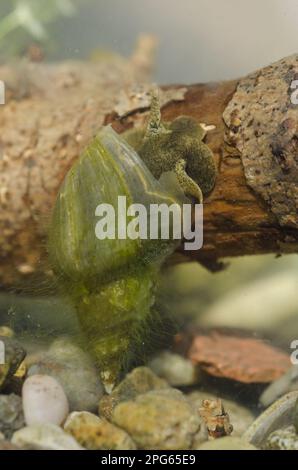 Photo d'un escargot de boue pointu (Lymnaea stagnalis) ou d'un escargot ...