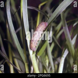 Scotch argus (Erebia aethiops), Fritary de la moor de la forêt, Fritary ...