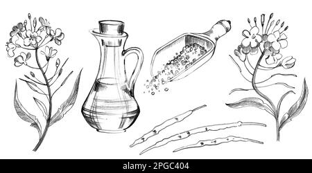 Fleurs de canola, brunches, colza, illustration dessinée à la main sur fond blanc, croquis noir ...