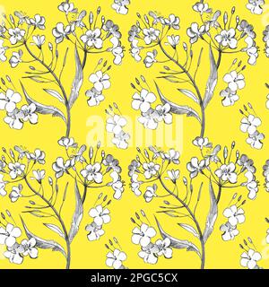 Fleurs de canola, brunches, colza, illustration dessinée à la main sur fond blanc, croquis noir ...