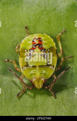 Insectes de bouleau (Elasmostefus interstictus), arbalète épineux, Bugs ...