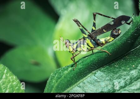 Erianthus serratus / sauterelles de singe sur les feuilles, les ...