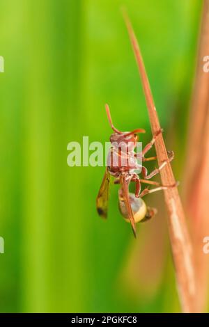 Hyménoptères sur les feuilles sèches Hyménoptères est classé comme un ...
