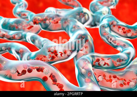 Réseau de vaisseaux sanguins avec les cellules du sang, de l ...