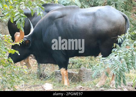 Gaur (Bos gaurus readei, B. g. laosiensis) se broute le long du bord ...
