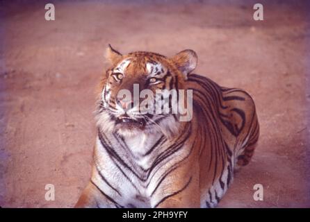 En Inde, les tigres représentent plus de 70 % de la population mondiale ...