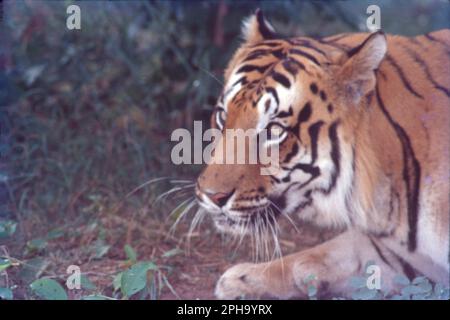 En Inde, les tigres représentent plus de 70 % de la population mondiale ...