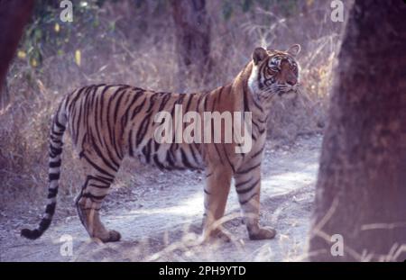 En Inde, les tigres représentent plus de 70 % de la population mondiale ...