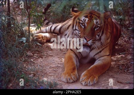 En Inde, les tigres représentent plus de 70 % de la population mondiale ...
