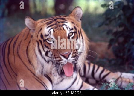 En Inde, les tigres représentent plus de 70 % de la population mondiale ...