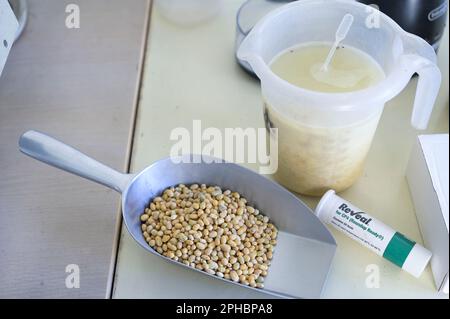 Culture de soja dans le champ sans OGM. Glycine max, soja, germe de ...