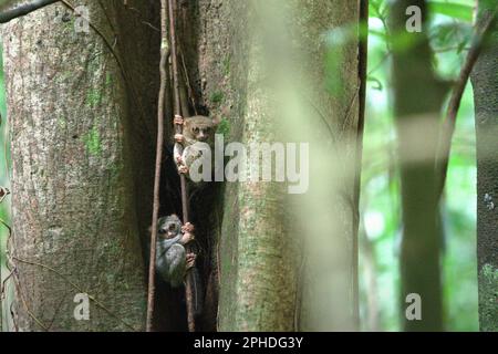 Deux individus du tarsier spectral de Gursky (Tarsius spectrumgurskyae ...