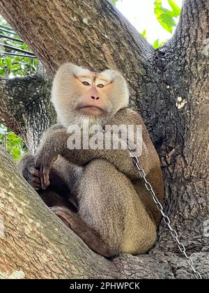 Ko Samui, Thaïlande. 17th mars 2023. Le singe Nin est enchaîné sur le ...