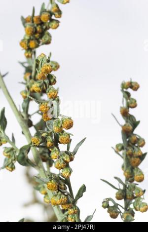 Artemisia absinthium est une plante vivace de la famille des aster ...