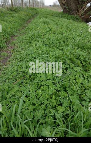 Medicago arabica, la médulse tachetée, le trèfle tacheté, est une ...