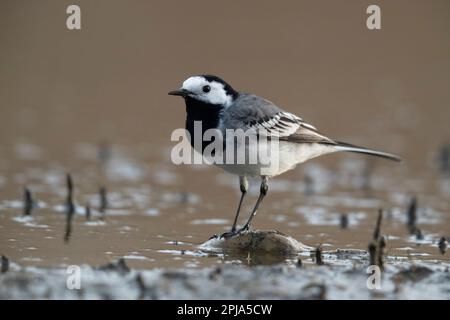 Bergeronnette grise - Motacilla alba, petit passereau populaires de ...