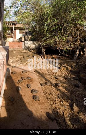 Testudo elephantopus, tortue géante Galapagos, tortue des éléphants ...