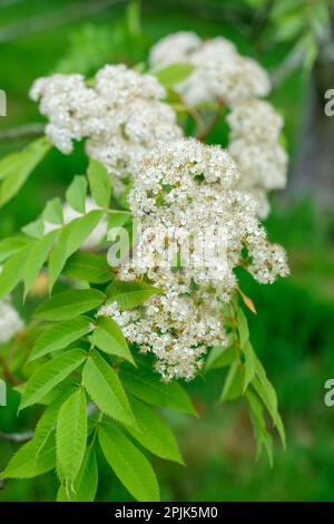 Les fleurs blanches du Sorbus commixta, rowan japonais, frêne de ...