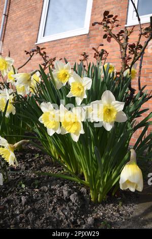 Copenhague /Danemark/04 avril 2023/plantes vertes jaune lys de pâques ...
