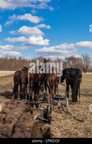 Labourage printanier avec une charrue à lame unique sur une ferme Amish ...