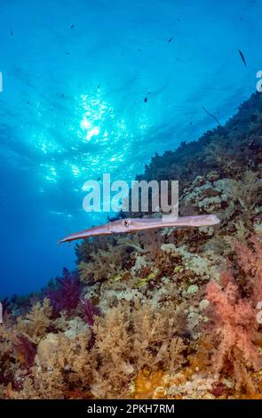 Cornetfish bleuté, Fistularia commersonii, alias cornetfish lisse ou ...