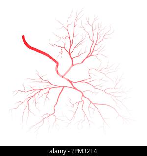 Yeux humains veines de sang vaisseaux silhouettes illustration ...