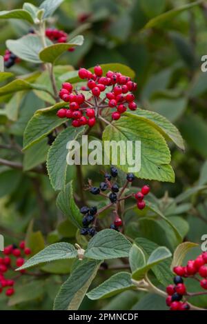 Le fruit Viburnum lantana. Est un vert d'abord, tournant rouge, puis ...