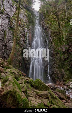 La cascade de Burgbach dans la forêt de conifères tombe sur des roches ...
