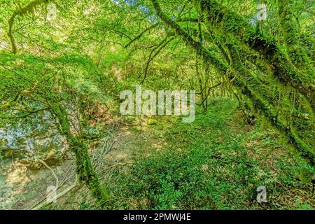 Photos d'une randonnée dans une forêt dense et verte le long d'un lit ...