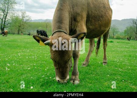 Les vaches élevées pour Eid-al-Adha se broutent dans le pâturage. Un ...