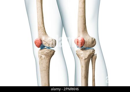 Tibia ou os de tibia de couleur rouge avec illustration de rendu corps ...