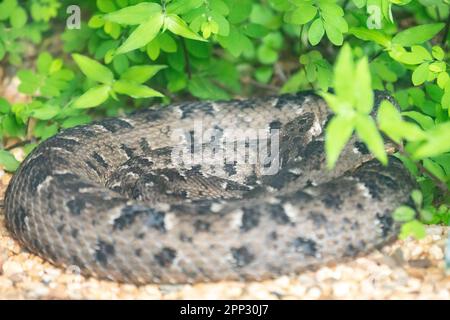 Le serpent de jararaca (Bothrops jaraca) au sol. Serpent brésilien ...