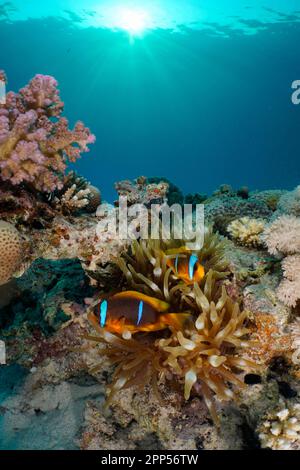 Paire de poissons-clowns rouges (Amphiprion bicinctus) dans la lumière ...