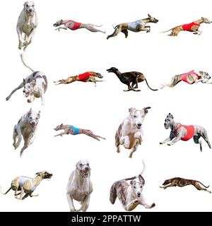Collage de chien de race de sprinter qui chasse directement sur l ...