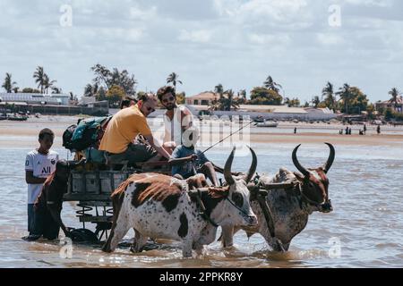 Une traditionnelle voiture de zébu sur la route. Le zébu est largement ...